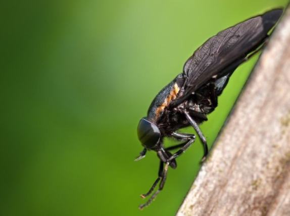 7 Macro Photography Tips To Master | Canvas Printers Online